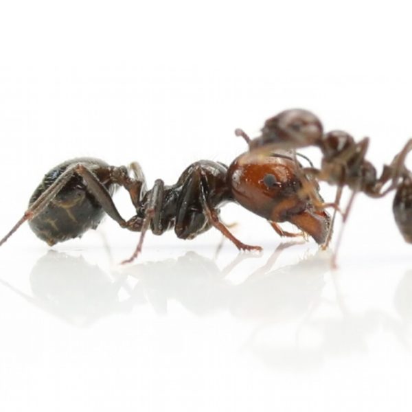 Messor minor hesperius - Colonie avec Reine et Ouvrières | Fourmiculture