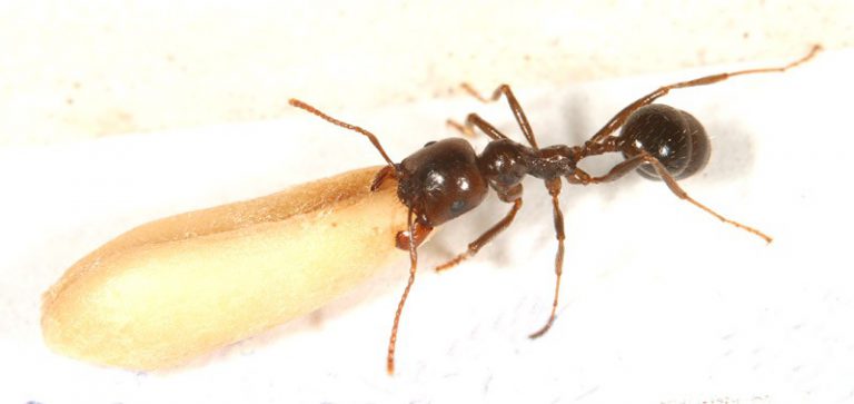 Messor capitatus - Colonie avec Reine et Ouvrières | Fourmiculture