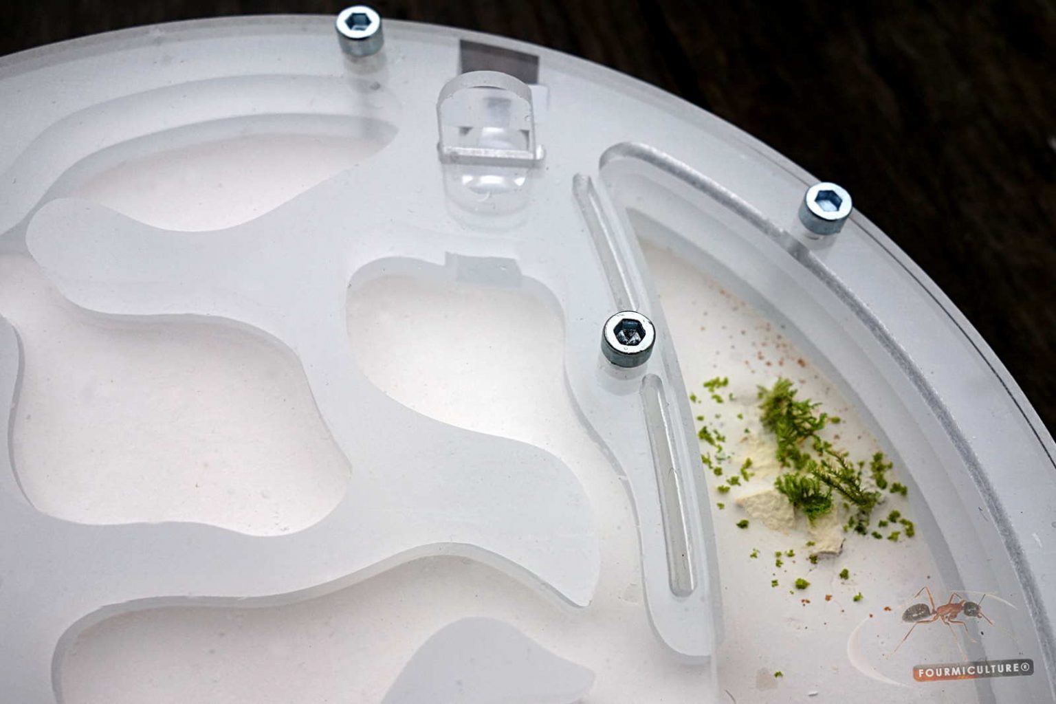 Fourmilière Minora 2.6 Model 1 - Fourmiculture® | Fourmiculture