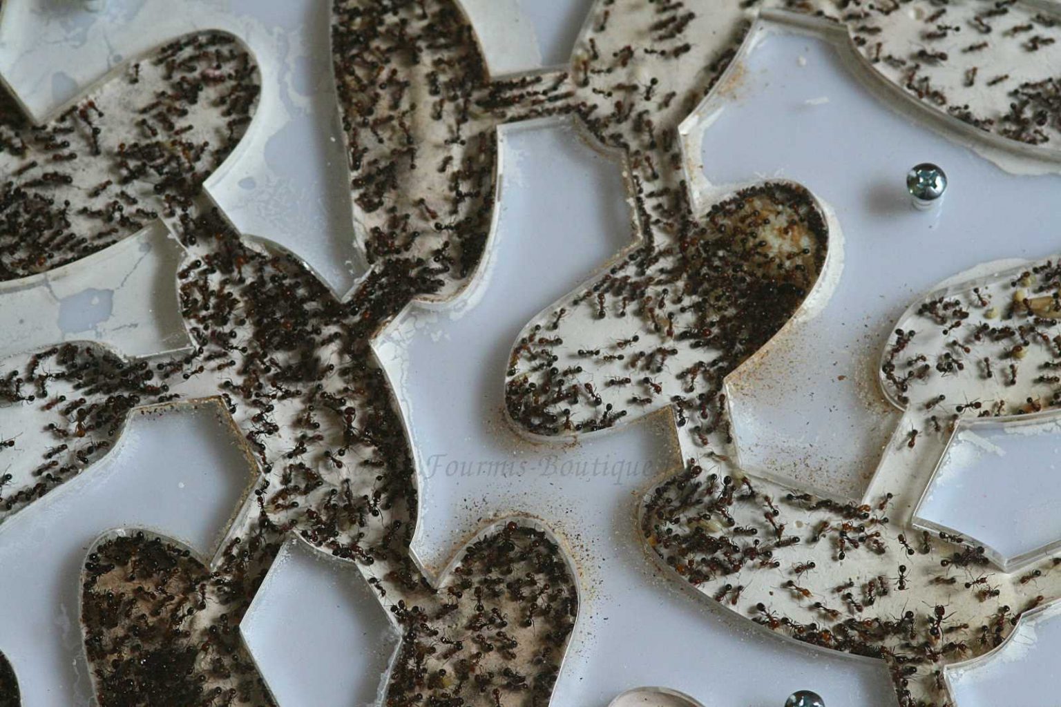 Messor minor hesperius - Colonie avec Reine et Ouvrières | Fourmiculture