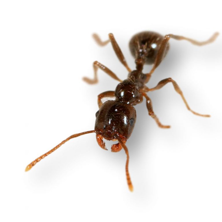 Messor arenarius - Colonie avec reines et ouvrières | Fourmiculture