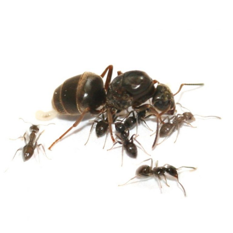 Lasius grandis - Colonie avec Reine et Ouvrières | Fourmiculture