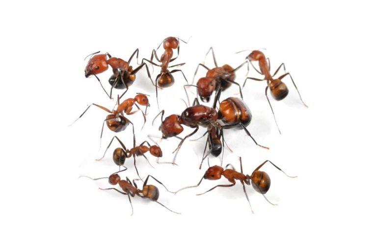Élevage de fourmis avec fourmilière artificielle | Fourmiculture