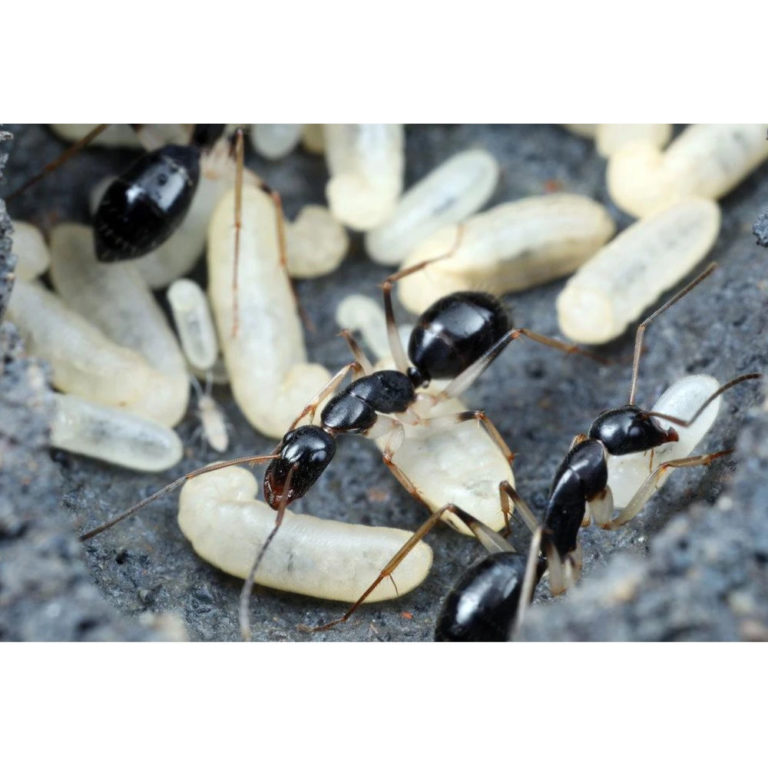 Camponotus maculatus - Queen with brood | Fourmiculture