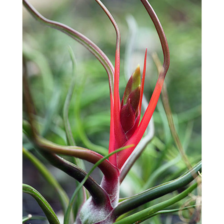 Tillandsia bulbosa - 6 to 8cm | Fourmiculture