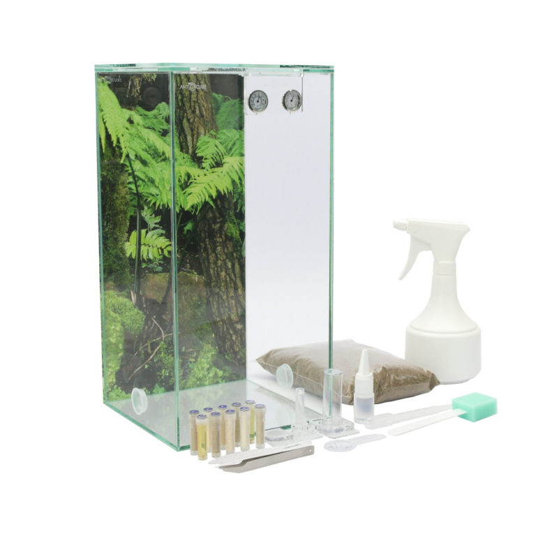 Antcube Starter Kit Special Weaver Ants - Small | Fourmiculture