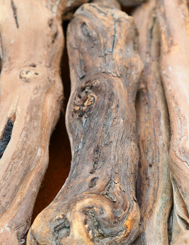 Cèpe de vigne - 40 à 50cm | Fourmiculture