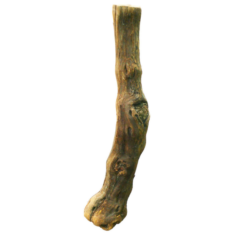 Cèpe de vigne - 40 à 50cm | Fourmiculture