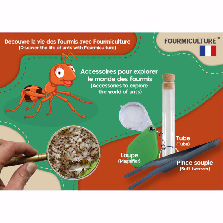 Kit Fourmis Débutant - Élevage des Fourmis à la Maison | Fourmiculture