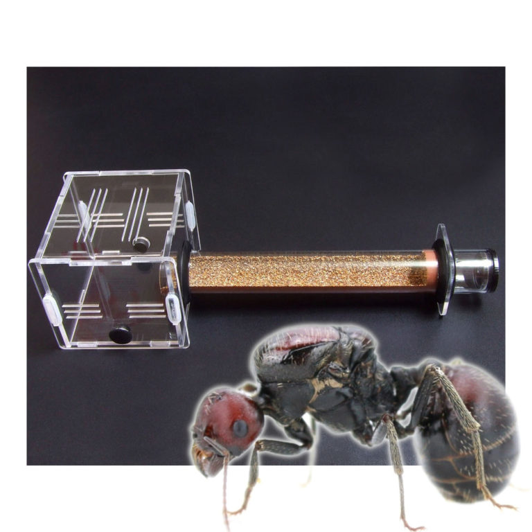 Christmas Success Kit: Messor cephalotes | Fourmiculture