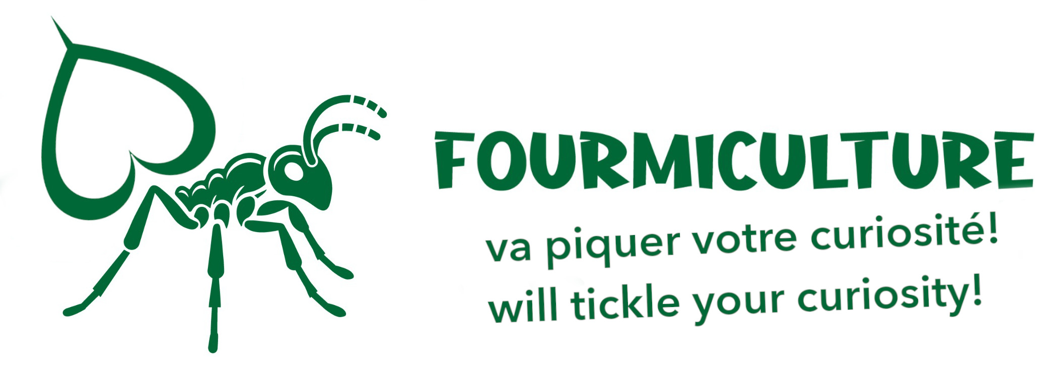 Messor Cephalotes - Queen with farming tube | Fourmiculture